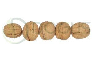 Lara Walnut Tree - Walnut Trees and Walnut Seedlings - Dogus Walnut ...