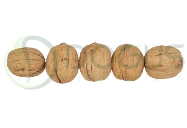 Lara Walnut Tree - Walnut Trees and Walnut Seedlings - Dogus Walnut ...