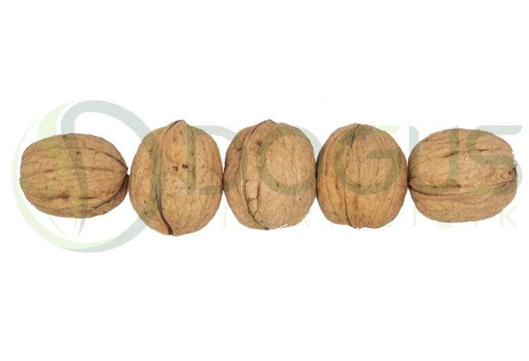 Lara Walnut Tree - Walnut Trees and Walnut Seedlings - Dogus Walnut ...